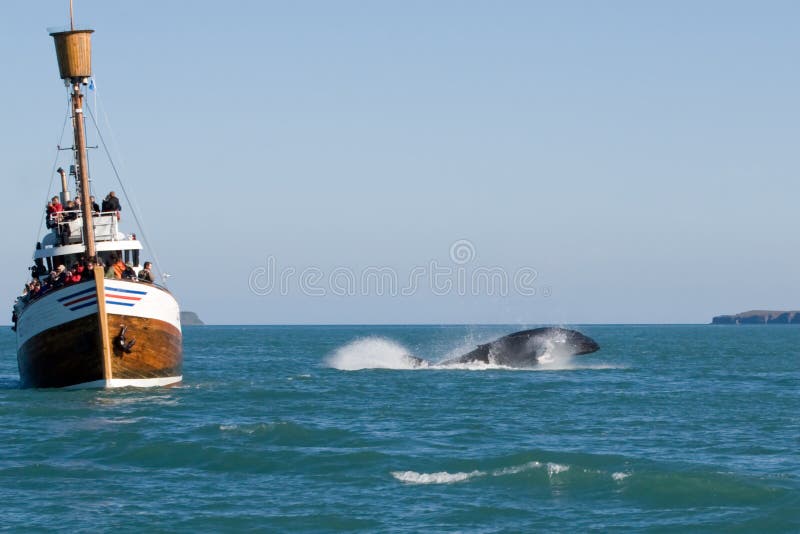 De walvis toont stock afbeelding. Image of rots, boot - 4193615