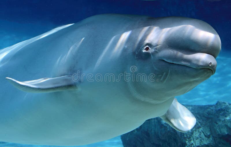 De Walvis van de beloega stock afbeelding. Image of walvis - 14844431