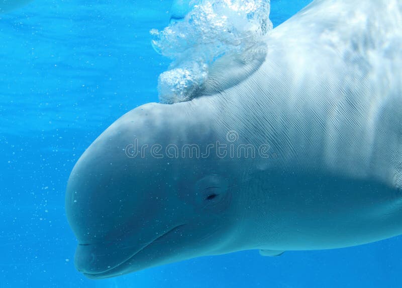 De Walvis van de beloega stock afbeelding. Image of vinnen - 14844517