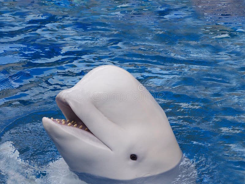 De Walvis van de beloega stock foto. Image of behoud, delfinus - 2616850