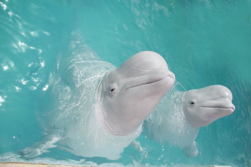 Belugawalvissen (witte Walvis) in Het Water Stock Afbeelding - Image of ...