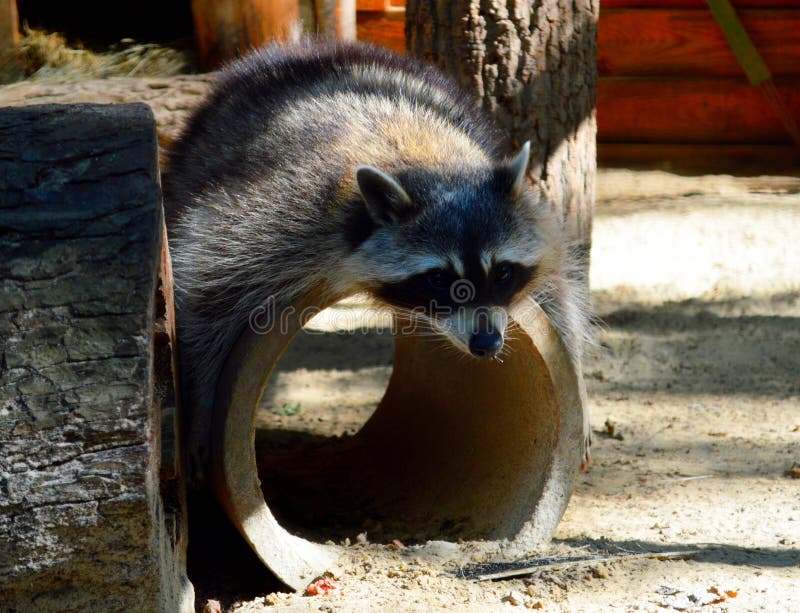 De Wasbeer Die Op Zijn Rug Liggen, Maakt Zijn Poten Schoon Stock ...
