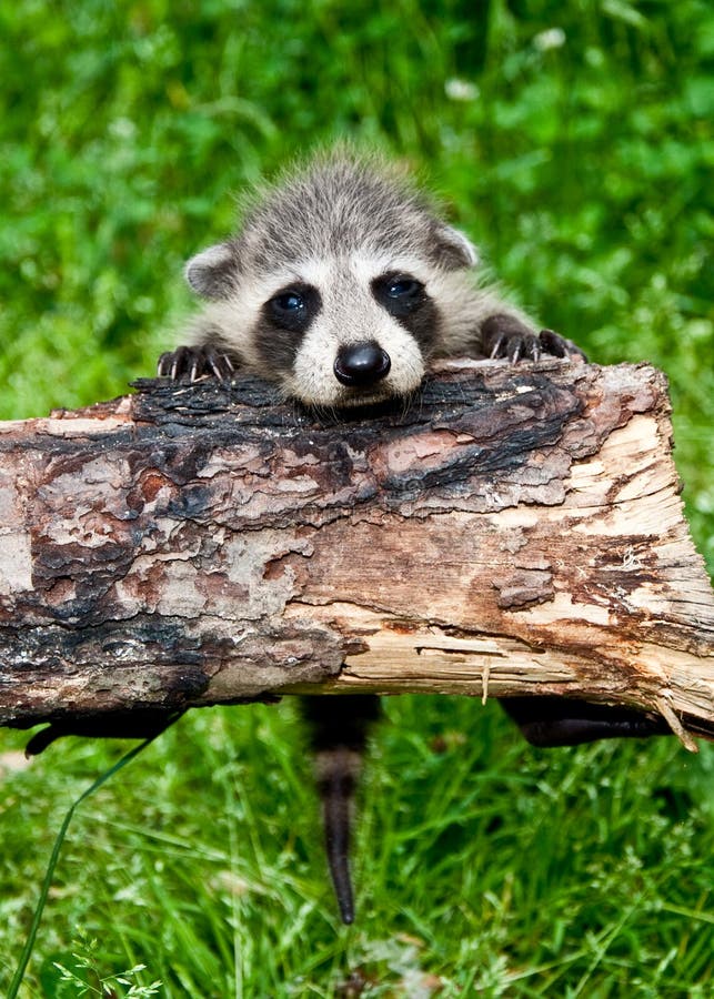 De Wasbeer Die Van De Baby Leert Te Beklimmen. Stock Afbeelding - Image ...