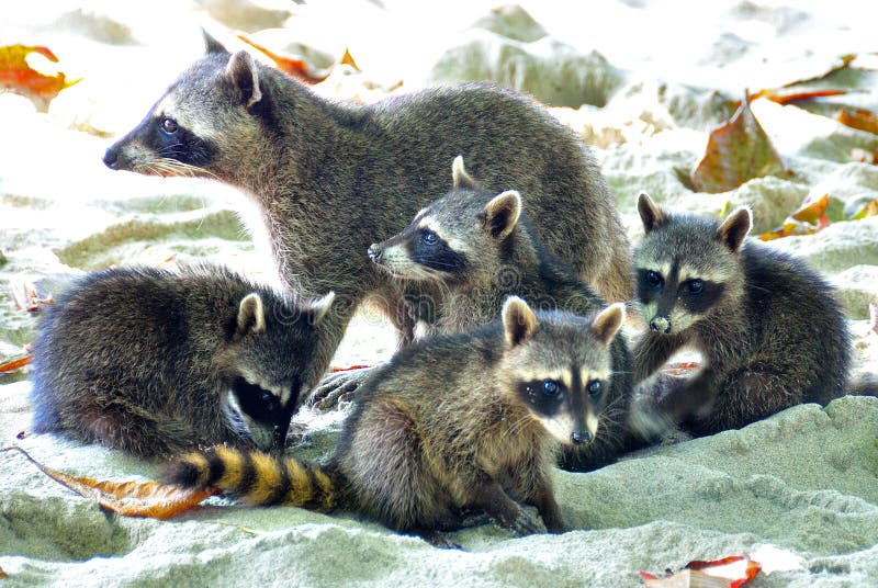Wasberen stock foto. Image of bont, ouder, familie, moeder - 4796132