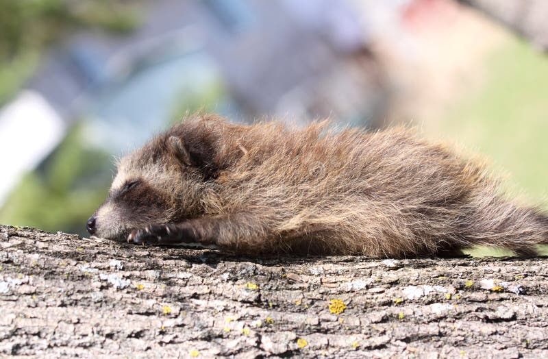 Baby wasbeer stock afbeelding. Image of baby, nave, wasbeer - 21784897
