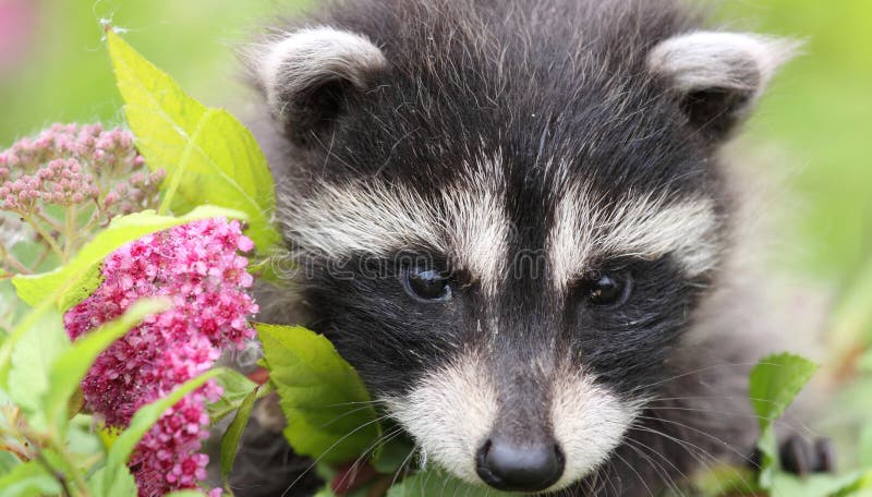 De wasbeer van de baby stock foto. Image of bloemen, zoogdier - 22466716