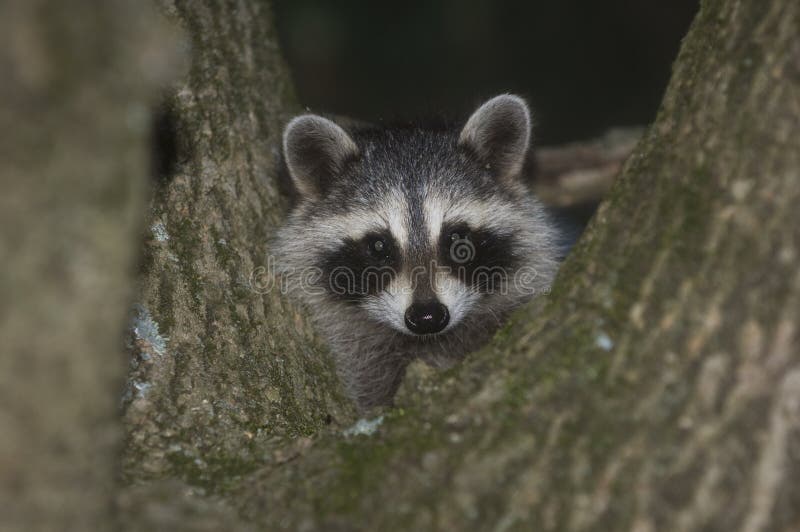 Baby wasbeer in een boom stock foto. Image of criterium - 4781146