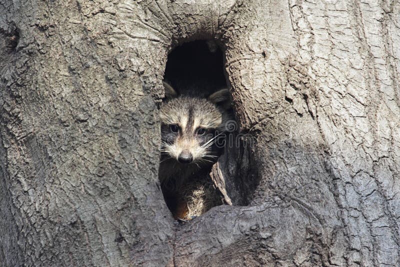 Baby wasbeer in een boom stock afbeelding. Image of wasbeer - 8103041