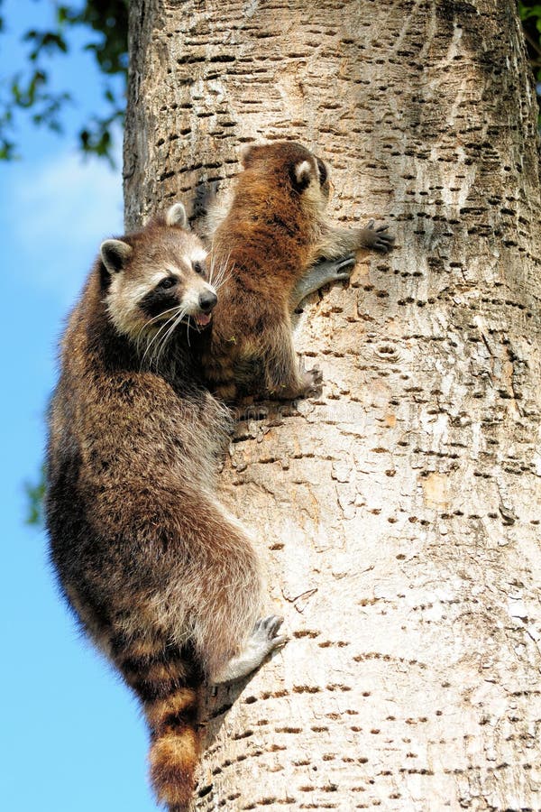 Baby Wasbeer Tussen Boomstammen Stock Foto - Image of neergestreken ...