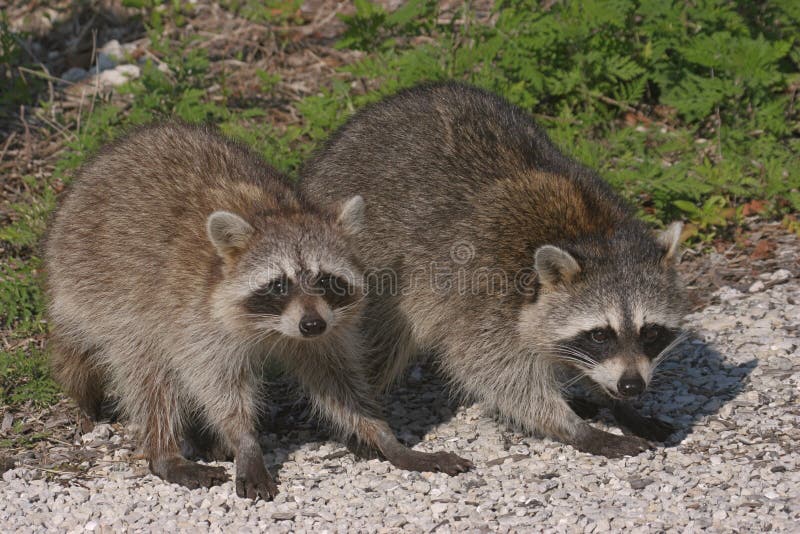 De Wasberen van de baby stock afbeelding. Image of nave - 3249703
