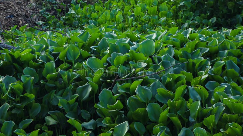 De Waterplant Van De Waterhyacint Stock Afbeelding - Image of mooi ...