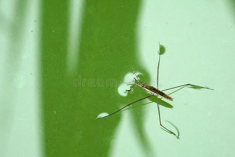 Waterspin stock foto. Image of meer, installatie, platteland - 50307838