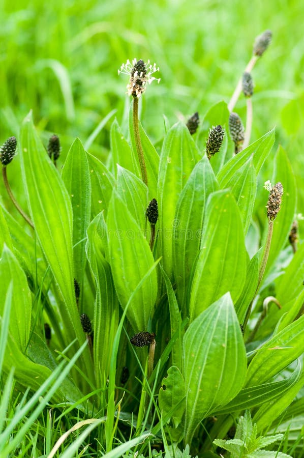 De Weegbree Van Het Installatieportret Ribwort Stock Afbeelding - Image ...