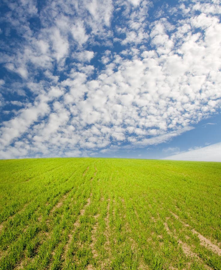 De weide van het gras. stock foto. Image of aroma, tuin - 21536896