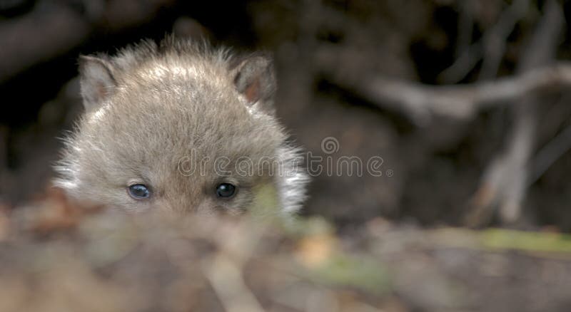 De welp van de wolf stock foto. Image of welp, hond, hout - 5884484