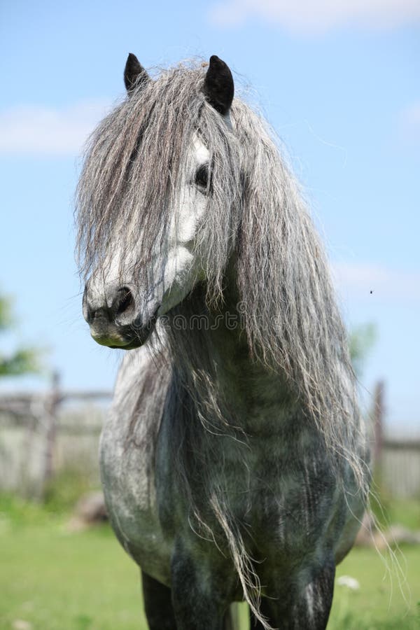 Het Welse Poneymerrie Springen Stock Foto - Image of vrij, paarden ...