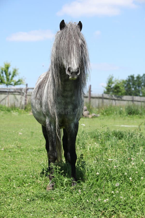 Mooi Welsh Pony Op De Weide Stock Foto - Image of hengst, rust: 32000454