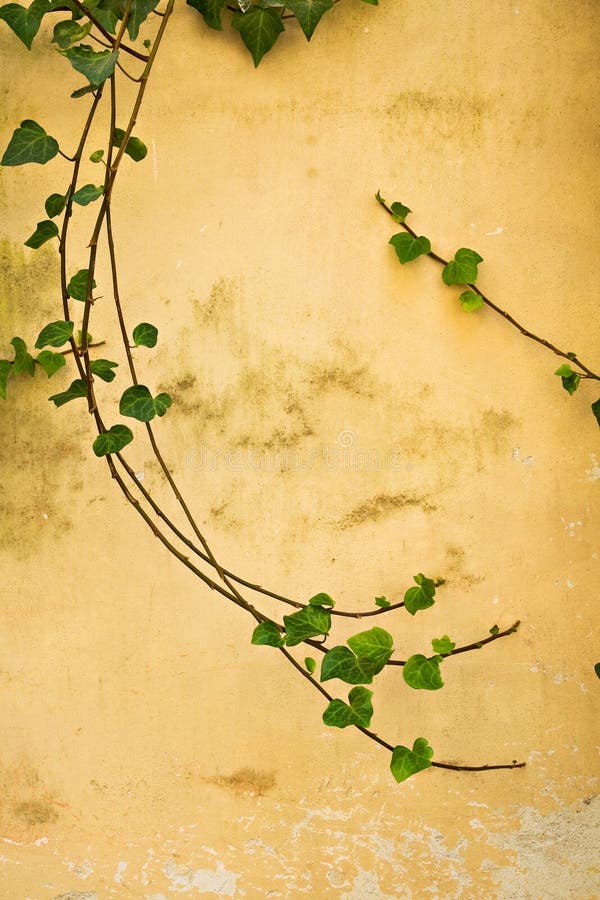 De Wervelingen Van De Klimop Op Een Oude Gele Muur Stock Foto - Image ...