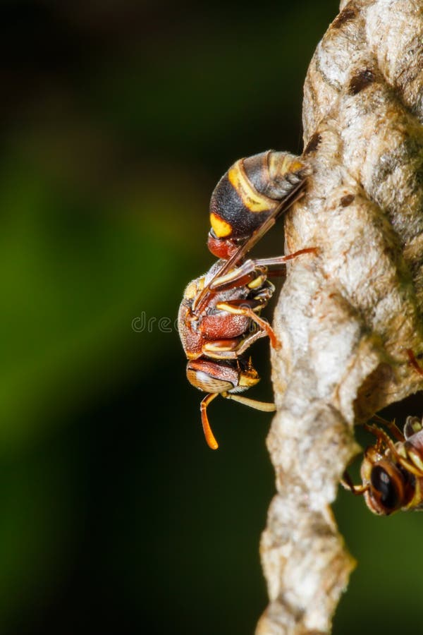 De wesp bouwt een nest stock foto. Image of document - 42587744