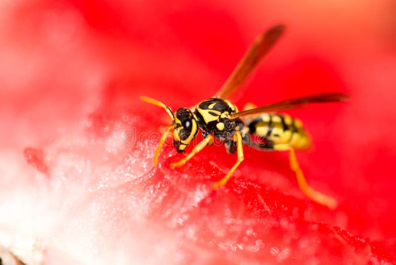 Een Wesp Eet Honing Op Plastiek Stock Afbeelding - Image of vlotter ...