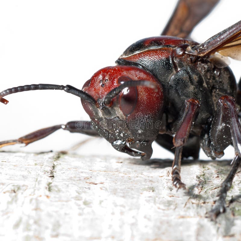 Het Insectmacro Van De Wesp Die Op Wit Wordt Geïsoleerde Stock ...
