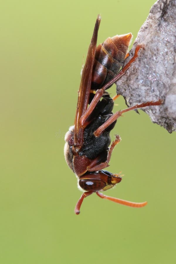 De Wesp van het document stock afbeelding. Image of document - 24431347