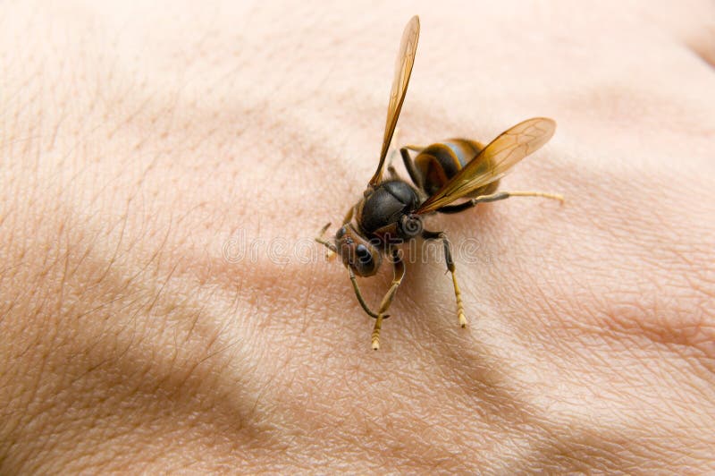 Boze wesp vector illustratie. Illustration of beet, steek - 23455798