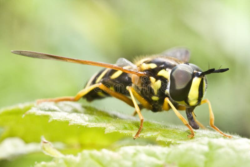 Wesp in Groene Aard of in Tuin Stock Foto - Image of jasje, insect ...
