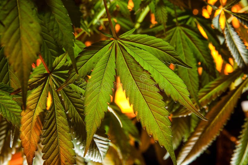 De Wettelijke Cannabis Kweekt Ruimtereeks - Van De Marihuana Het ... De Wettelijke Cannabis Kweekt Ruimtereeks - Van De Marihuana Het ...