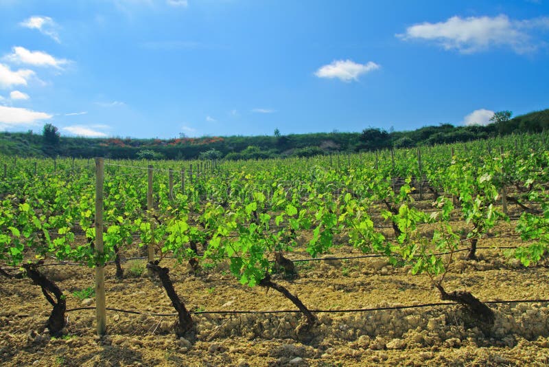 De wijnstok stock foto. Image of vallei, wolken, lente - 3144920