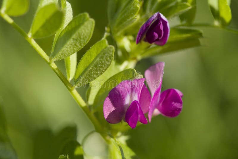 De Wikke van de lente stock afbeelding. Image of roze - 4913287