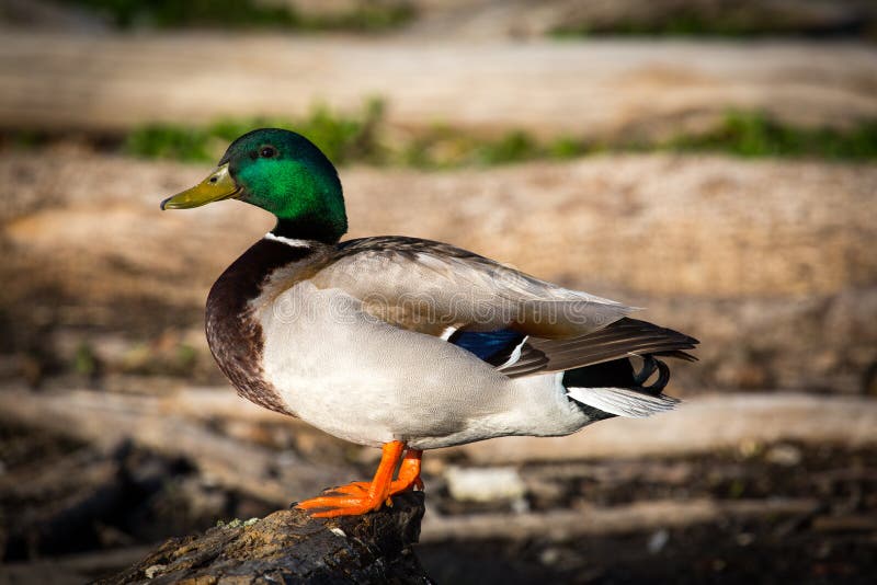 De wilde eend stock afbeelding. Image of mannetje, kleur - 64489451