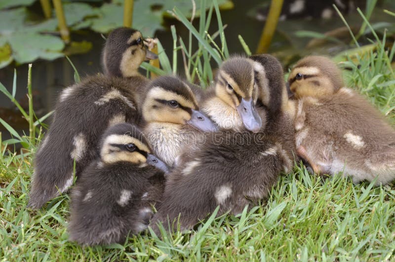 De Wilde Eenden Die Van Eendjes Op Gras Liggen Stock Foto - Image of ...