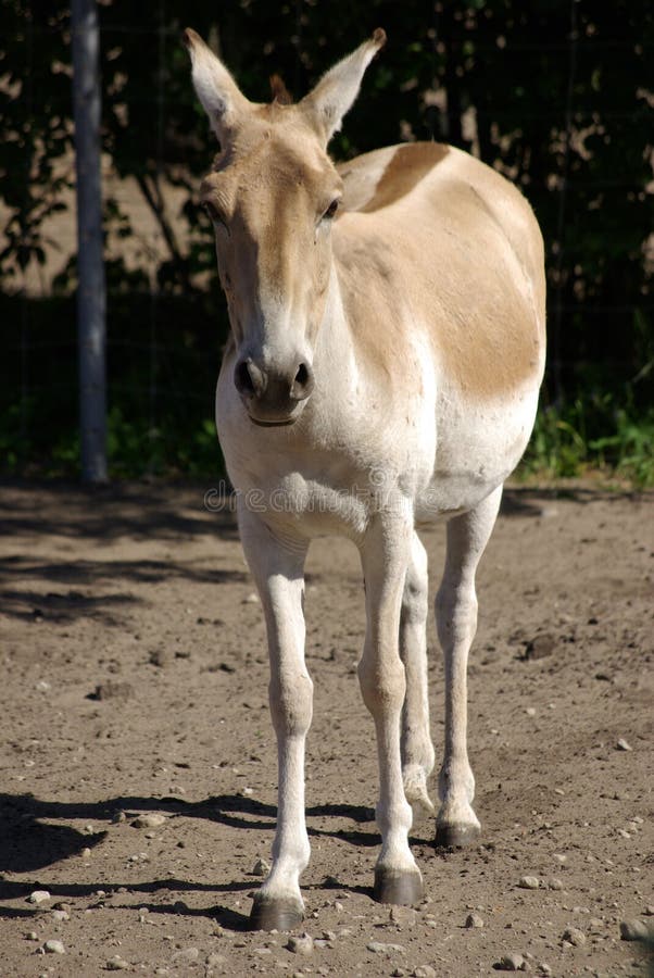 De Wilde Ezel Van Turkmenian Stock Afbeelding - Image of leven, wild ...