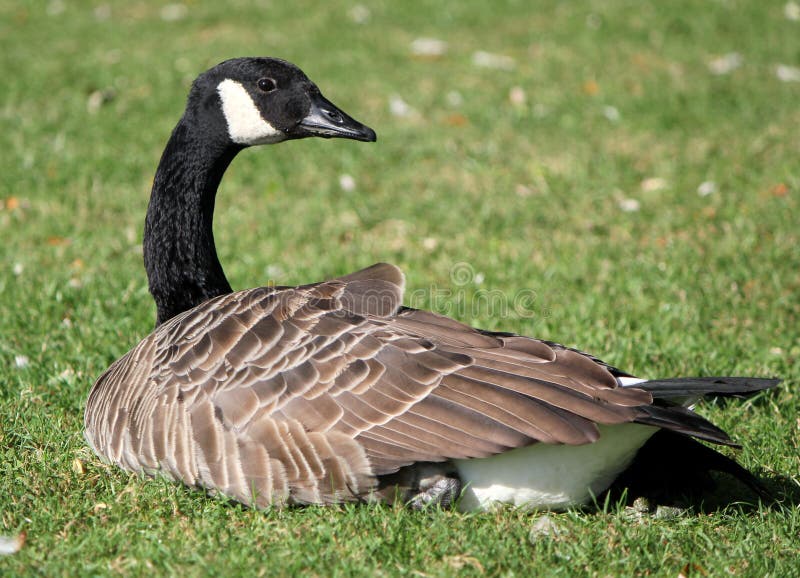 De Wilde Gans Van Canada (Branta Canadensis) Stock Foto - Image of ...