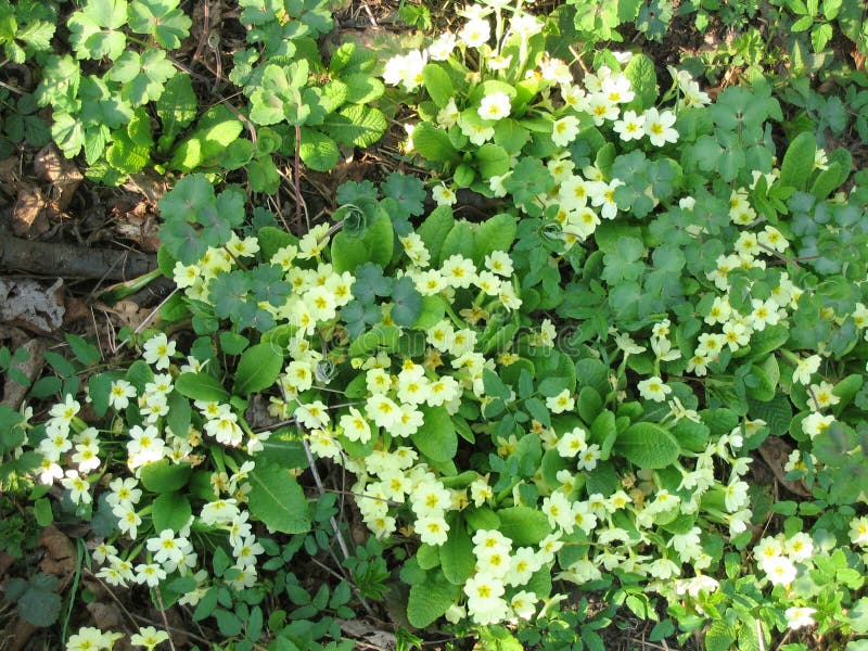 De Wilde Gele Bloemen Van De Primula Sleutelbloemlente Stock Afbeelding ...
