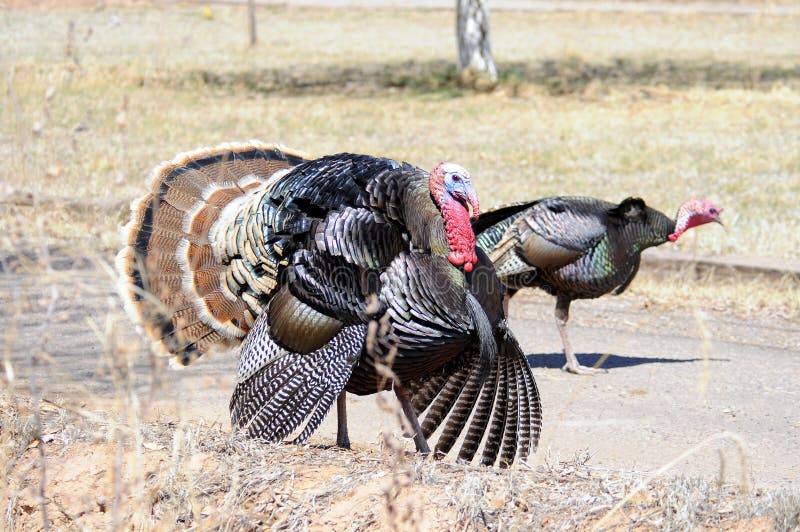 De Wilde Kalkoenen Van Rio Grande Stock Afbeelding - Image of ...