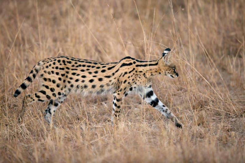 De Wilde Kat Van Serval is Ook Genoemd Geworden Tierboskat Stock ...