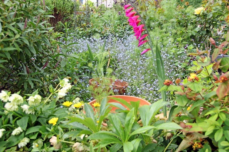 De wilde tuin van het land stock foto. Image of land - 71869394