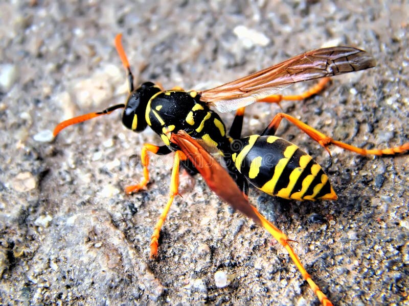 De Wilde Wesp Zit Op De Grond Stock Foto - Image of nectar, grond: 90855586