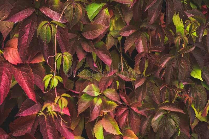 Parthenocissustricuspidata (Wilde Wingerd) in De Tuin Stock Afbeelding ...