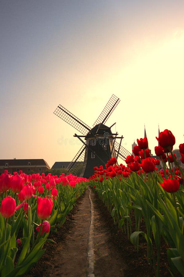 Windmolen Bij Het Landbouwbedrijf Van De Bol Van De Tulp Stock ...