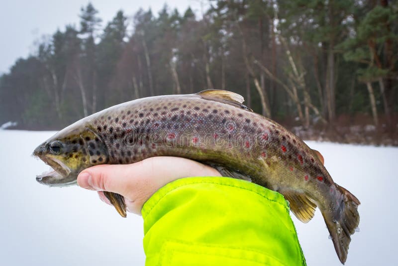 De Winter Bruine Forel in De Hand Van De Visser Stock Foto - Image of ...