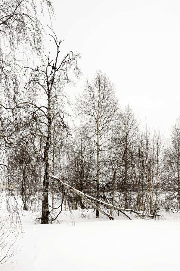 De Winter Naakte Berken in De Witte Weide Behandelde Sneeuw Stock Afbeelding - Image of vorst ...