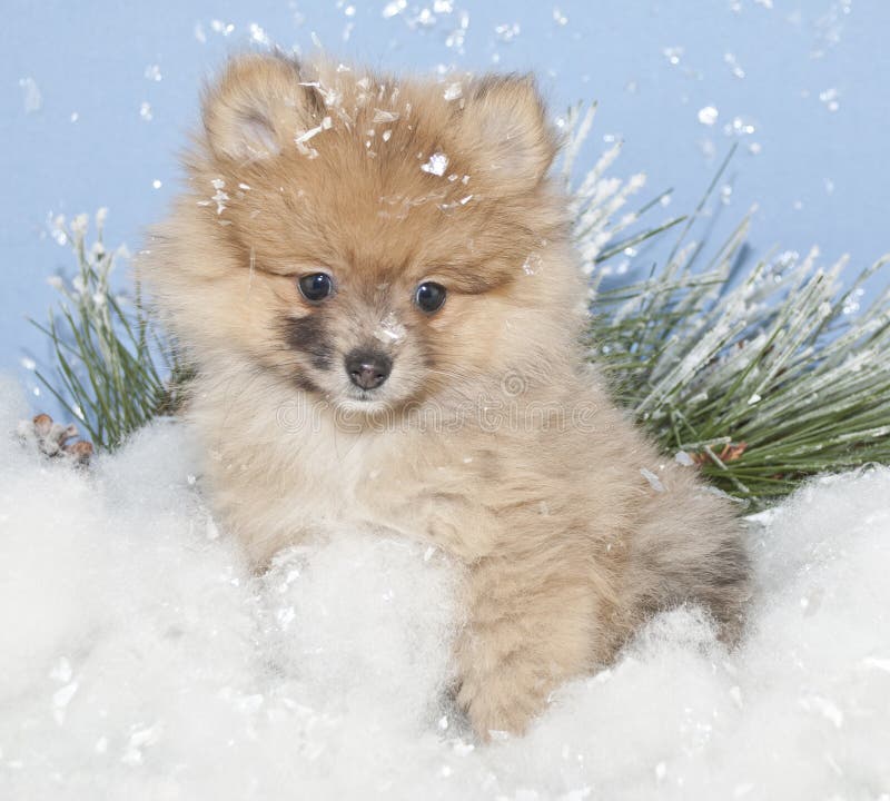 Pomeranian Na Het Spelen in Sneeuw. Stock Foto - Image of honds, sneeuw ...