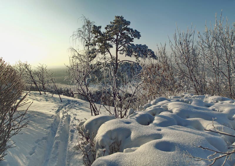 De Wintersleep Langs De Snow-covered Struiken En De Bomen Stock ...