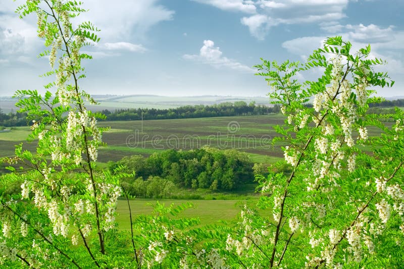Witte Acacia Blooms in De Natuur Stock Afbeelding - Image of vals ...