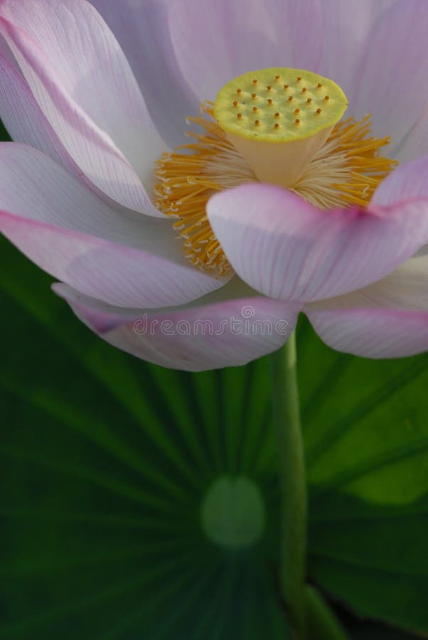 De Witte Bloem Lotus-Lotus Van Jiangxiguangchang Stock Afbeelding ...