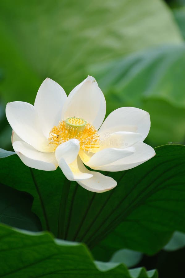 De witte bloem van Lotus stock foto. Image of aziatisch - 25684342