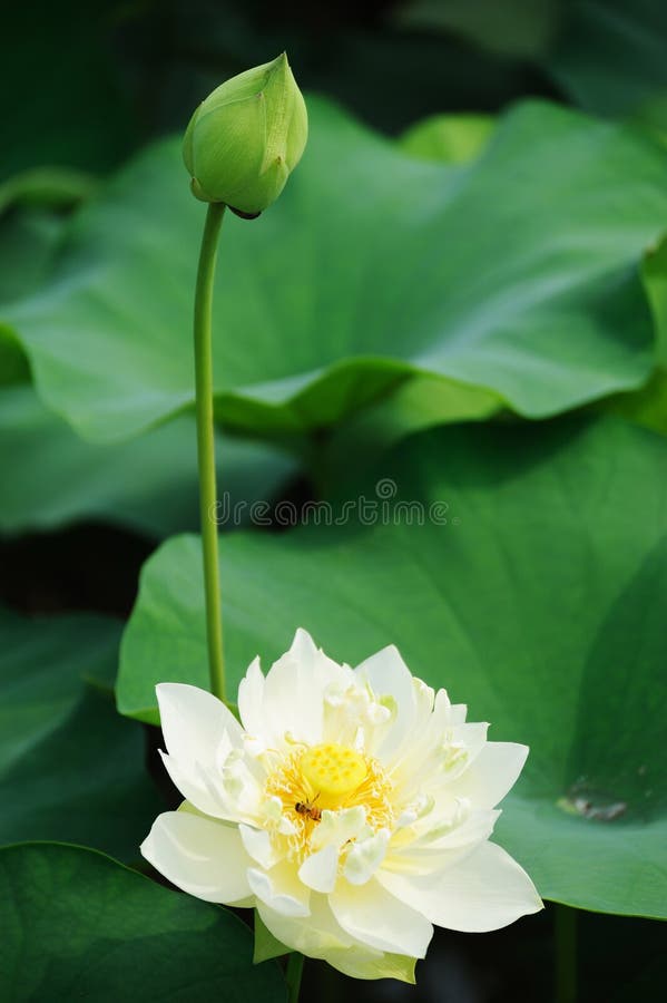De Witte Bloem Van Lotus Twee Stock Afbeelding - Image of aziatisch ...
